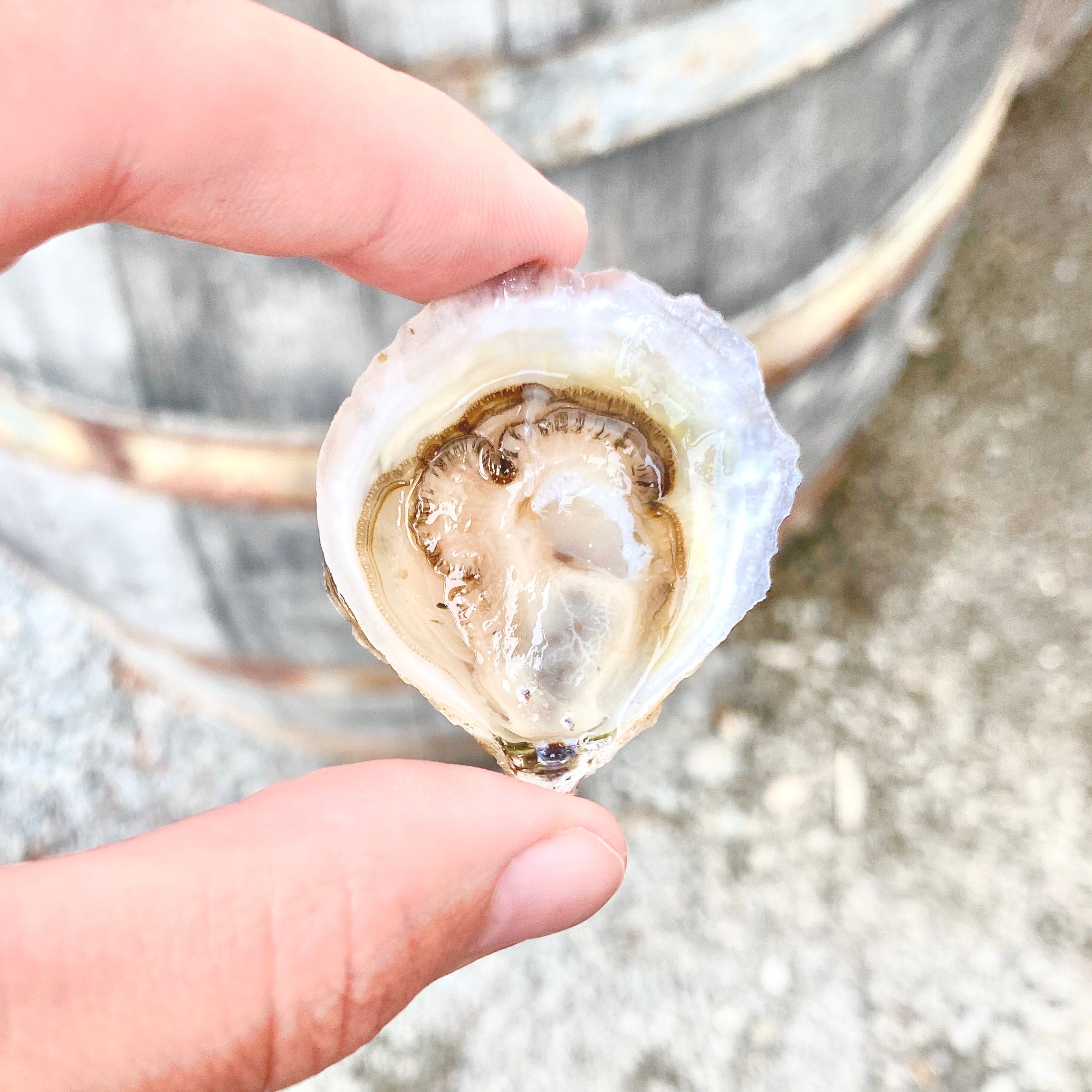 Olympia Oysters | WESTCOTT BAY SHELLFISH CO.