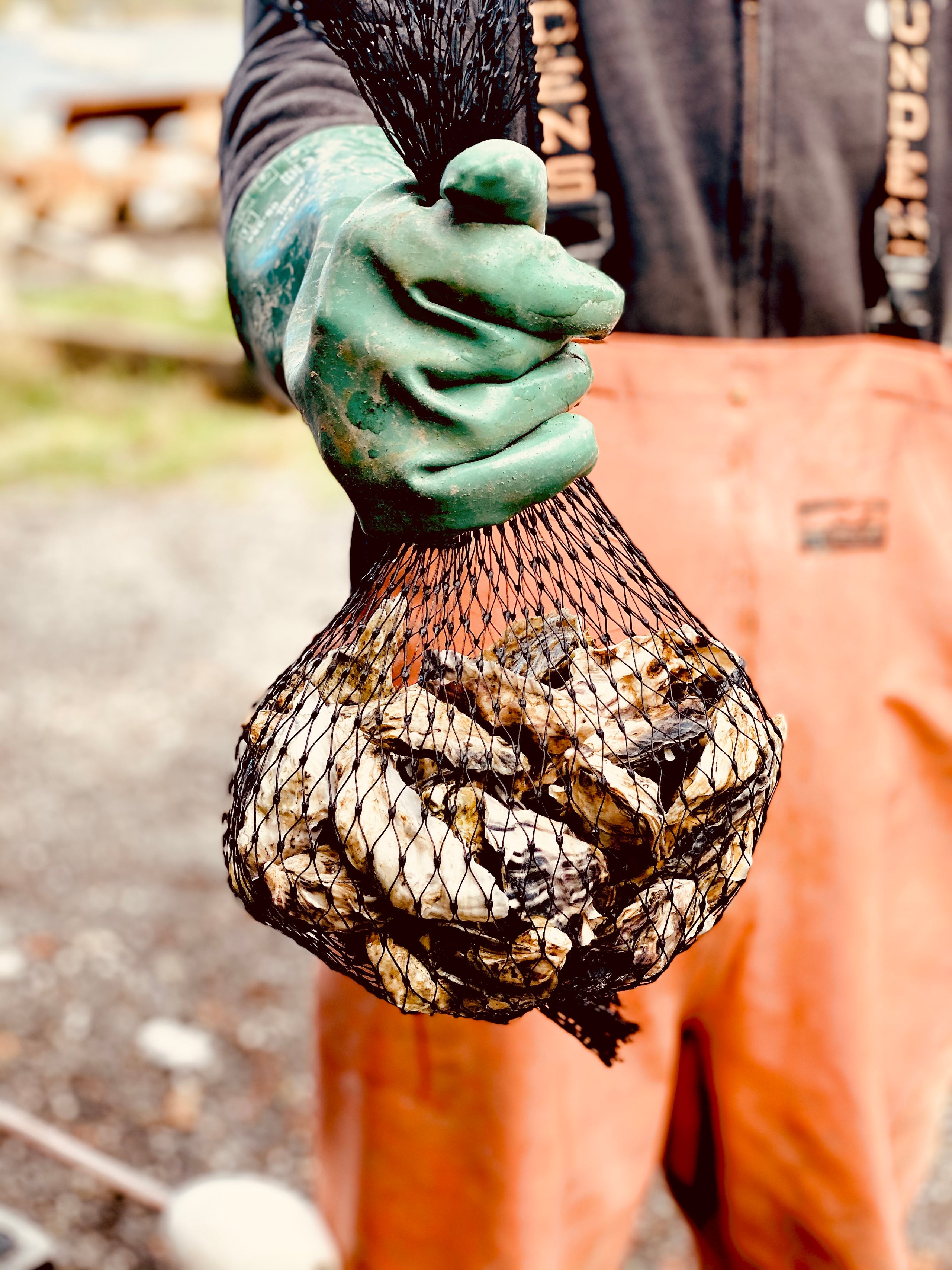 3 Dozen Chubbies | WESTCOTT BAY SHELLFISH CO.